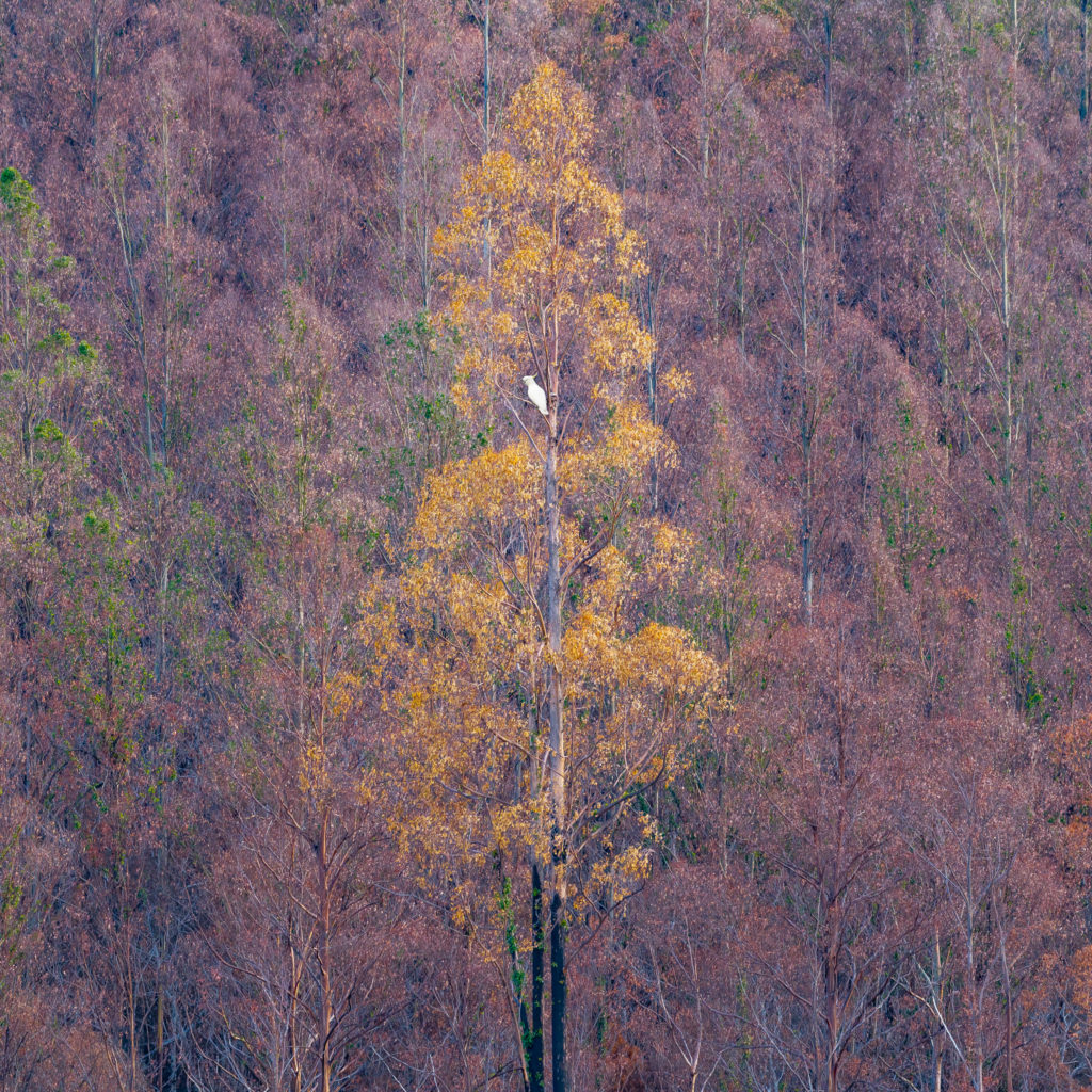 Flame Tree – Alpine Light