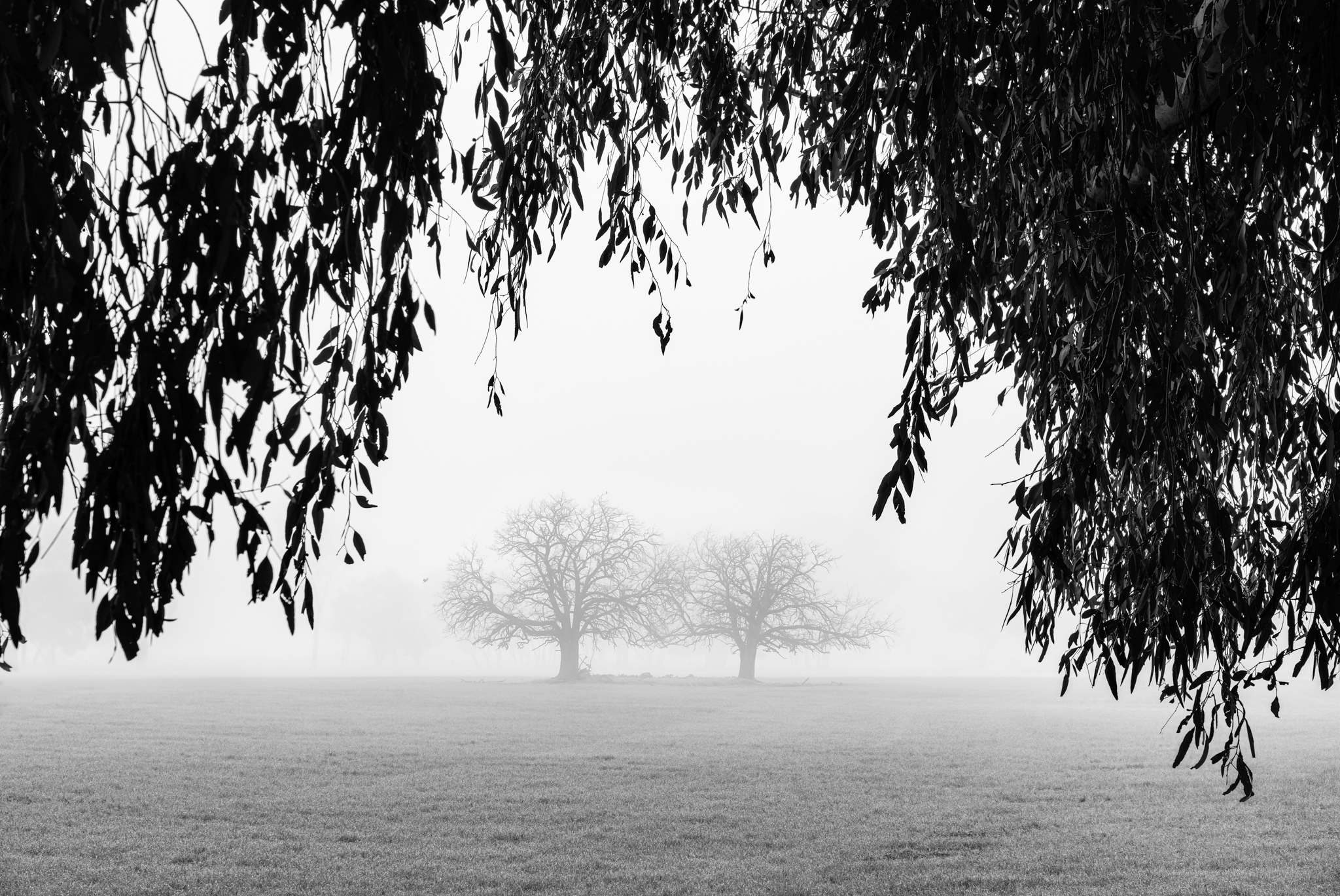 Bare In Winter Fog Alpine Light Bare In Winter Fog Alpine Light