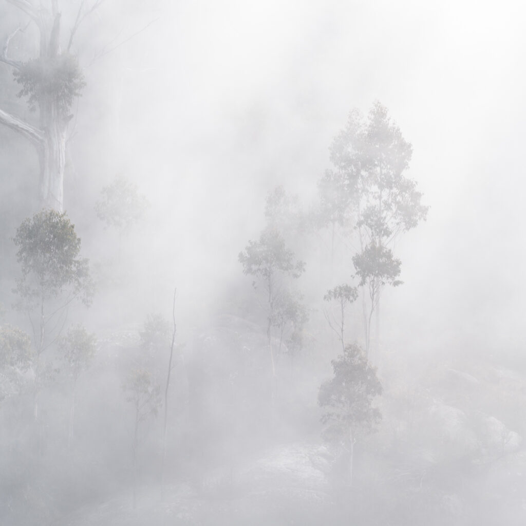 Floating Trees – Alpine Light
